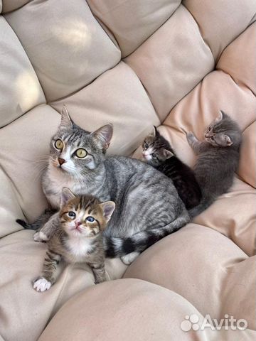 Котята в добрые руки