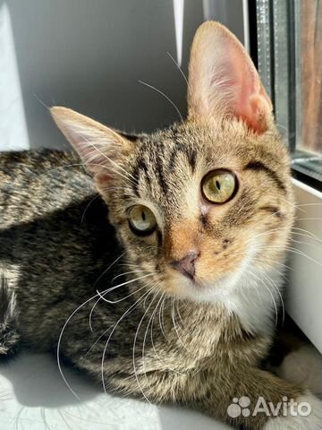 Котёнок бесплатно