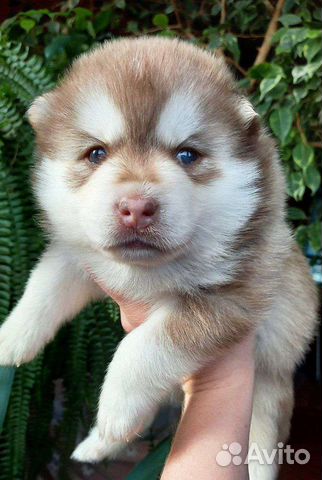 Помски мальчик красно-белый