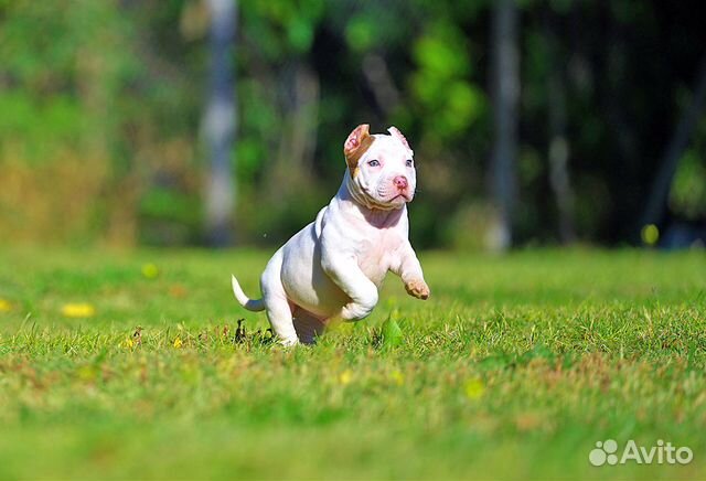 Американский Булли идеальный мальчик 2 месяца