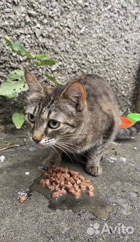 Беременна кошка в добрые руки