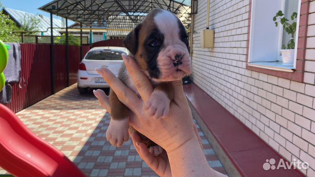 Расписная девочка Немецкого Боксёра