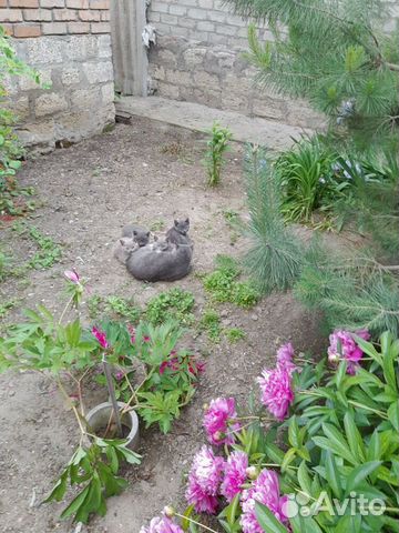 Забавные пушистики