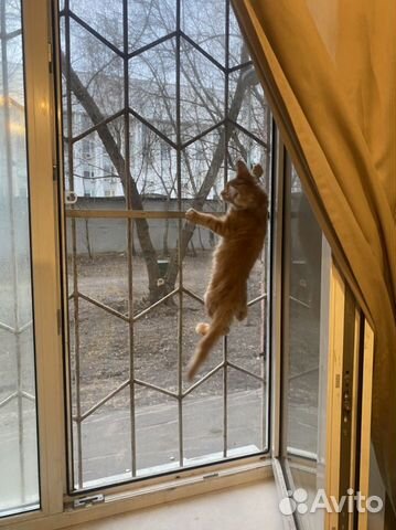 Котята майкун