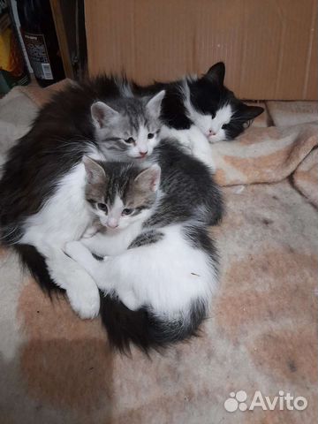 Милые котята