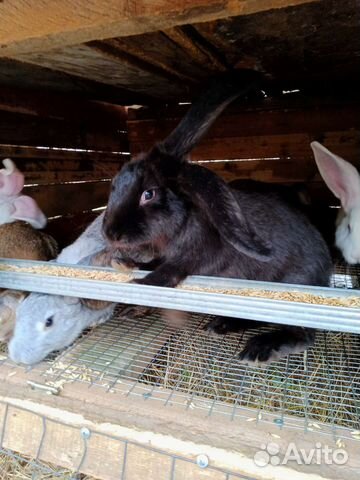 Кролики фландр