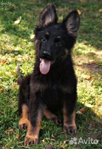 Лохматые немецкие овчарки - щенки