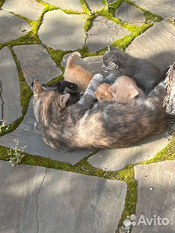 Котенок в добрые руки мальчик девочка (4 шт)