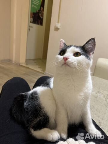 Ласковая киска-подросток,6 мес