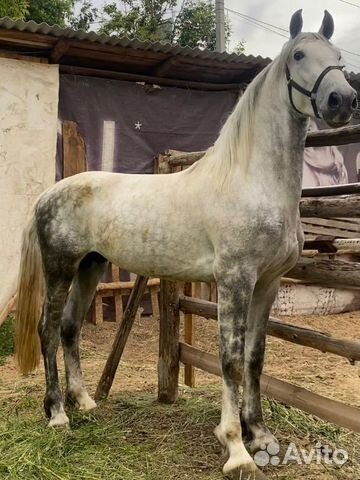 Орловские рысаки