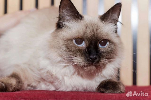 Камилла в поисках дома