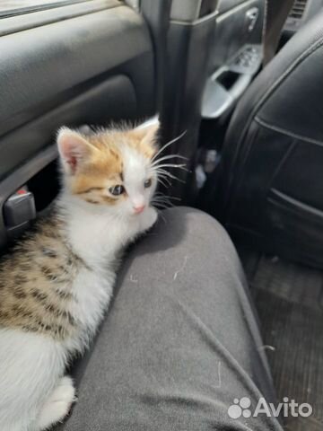 Отдам в добрые руки