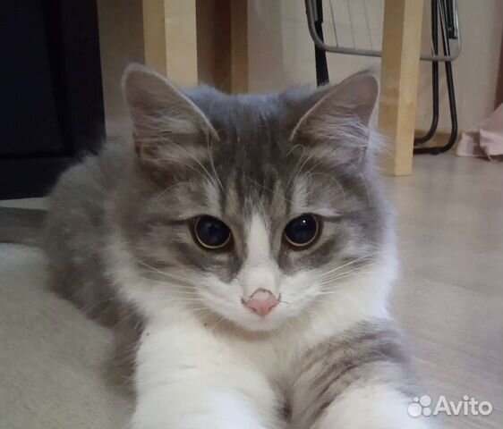 Ласковый котенок Кэш., 5 месяцев