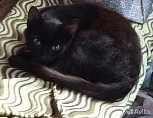 Черная котенок 3,5 мес в поисках дома