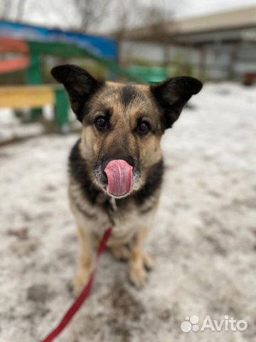 Дуня, собака в добрые руки