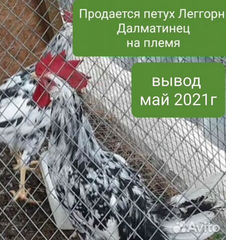 Петух породы (несушки) Леггорн Далматинец