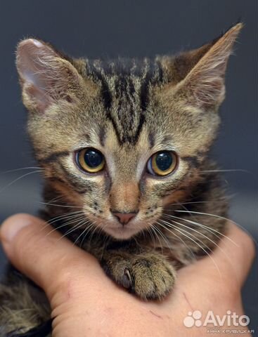 Спасенному малышу нужен дом