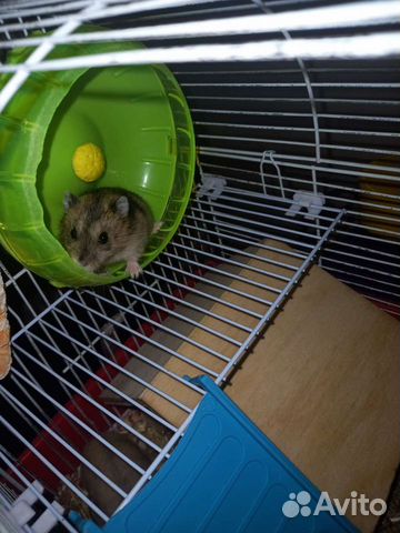 Джунгарский хомяк