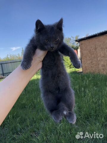 Котенок в добрые руки