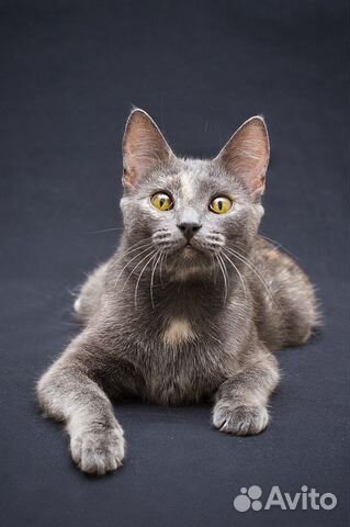 Кошка ищет дом