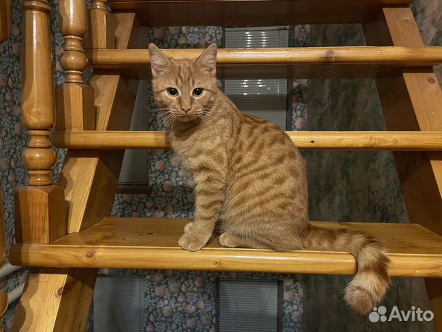 Котейки в добрые руки