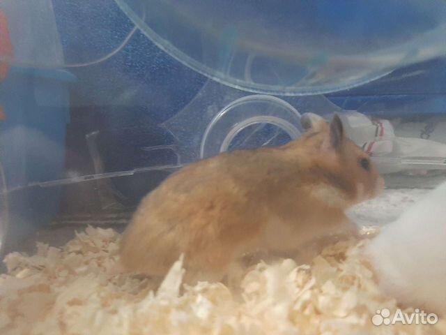 Сирийские хомяки с клеткой