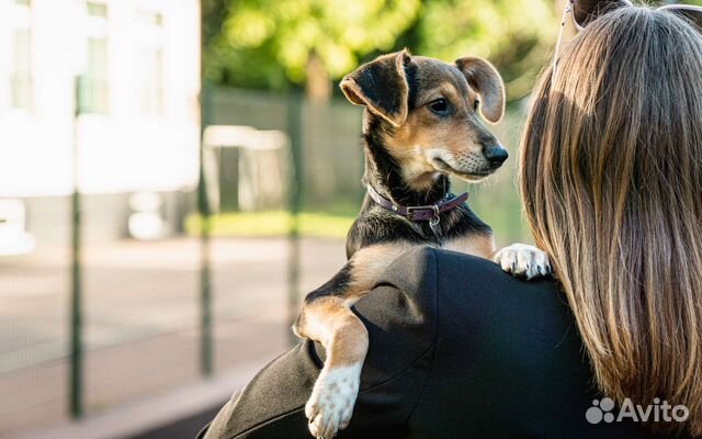 Щенок в добрые руки девочка