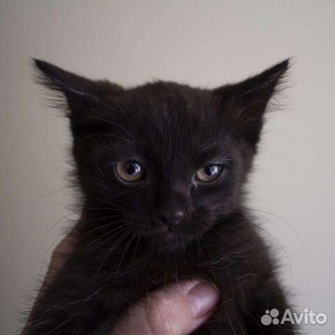 Тайско-персидский котёнок
