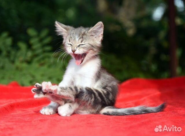 Отдам котенка в добрые руки