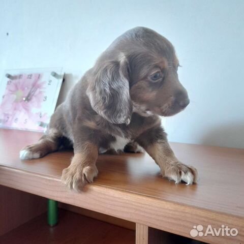 Щенок в очень добрые и хорошие руки