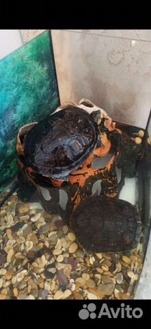 Красноухая черепаха