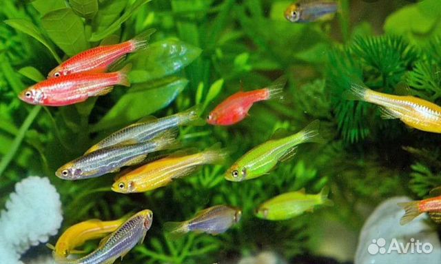 Аквариумные рыбки данио