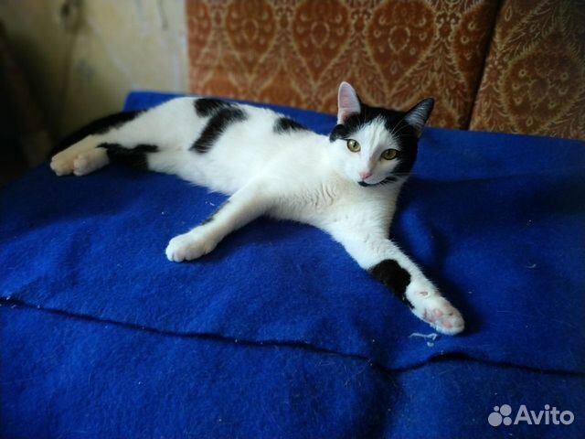 Котик Микки