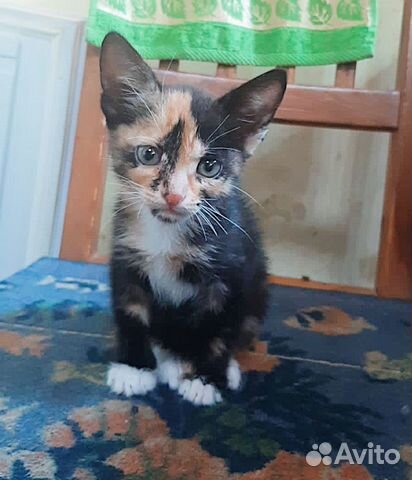 SOS спасите котёнка от рук сумашедшей женщины