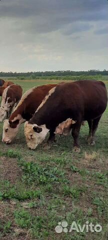 Быки герефорд