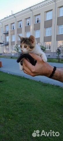 Котодети в добрые руки