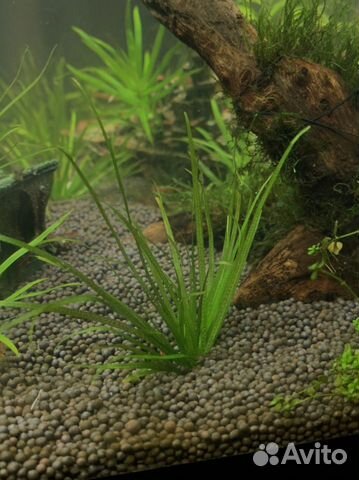 Бликса японская