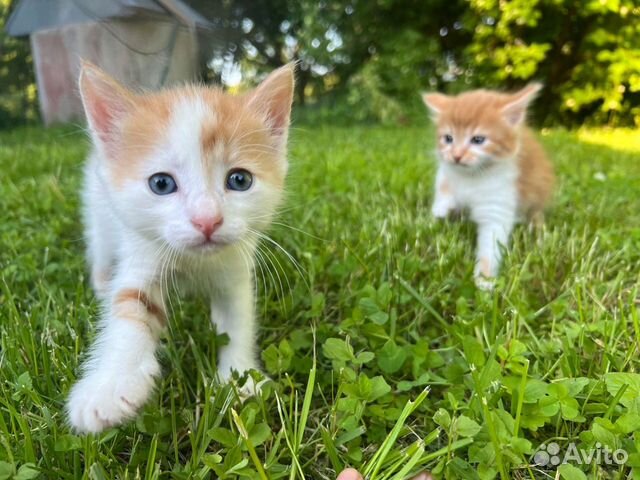 Рыжие домашние котята