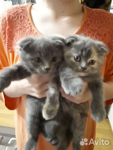 Британские котята ждут своих хозяев