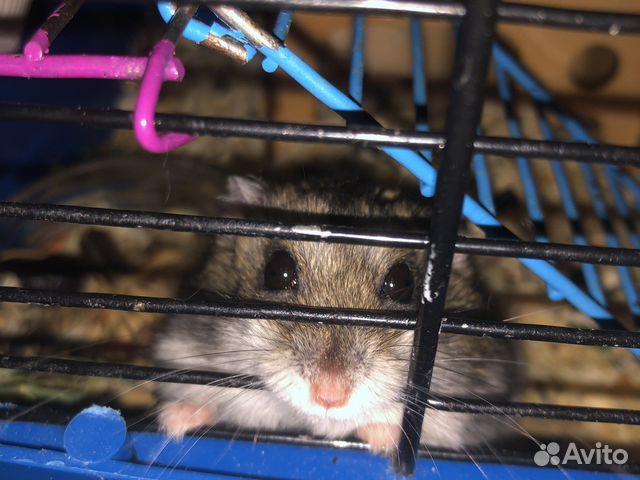 Джунгарский хомяк