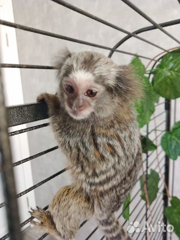 Мини обезьянка ручная