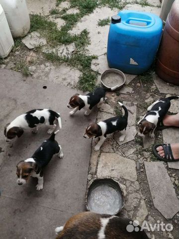 Продаю щенков эстонской гончей
