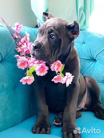 Кане Корсо серая принцесса