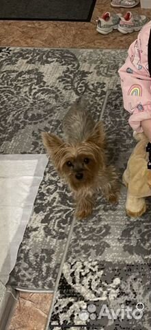 Йоркширский терьер, девочка взрослая