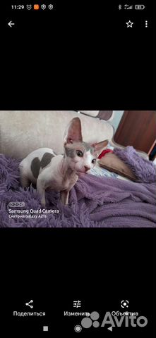 Канадский сфинкс