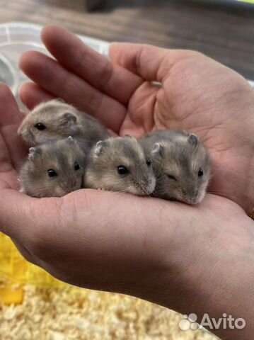 Джунгарский хомяк