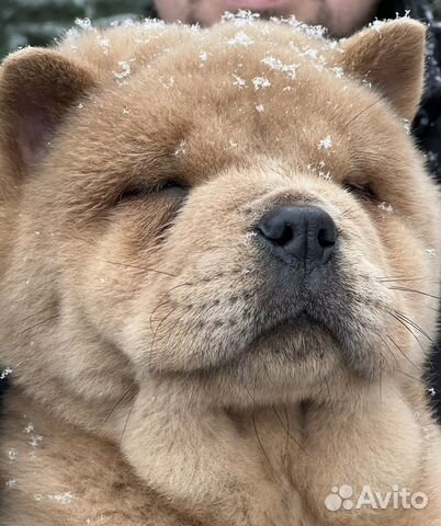 Чау-чау смуф