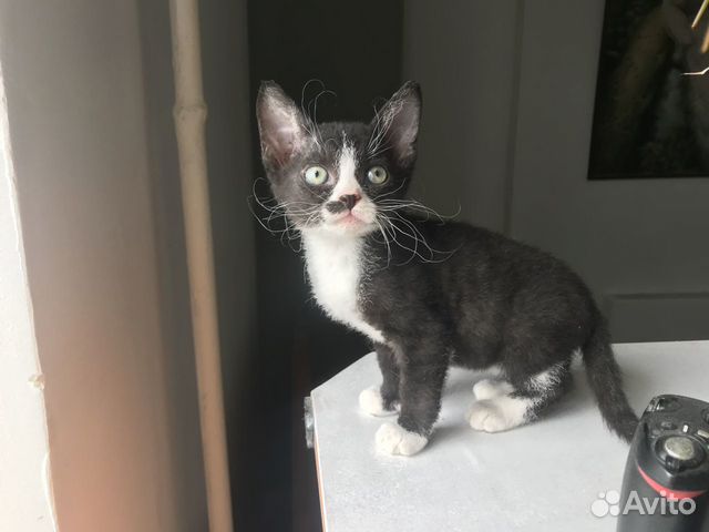 Канадский сфинкс