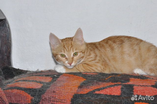 Рыжий котенок Силия в добрые руки