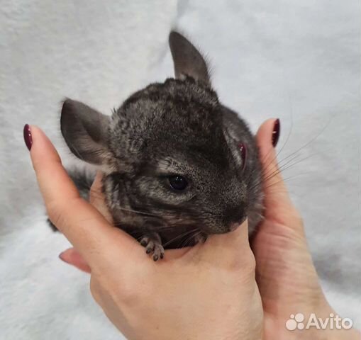 Шиншилленок эбони средний (3 мес)